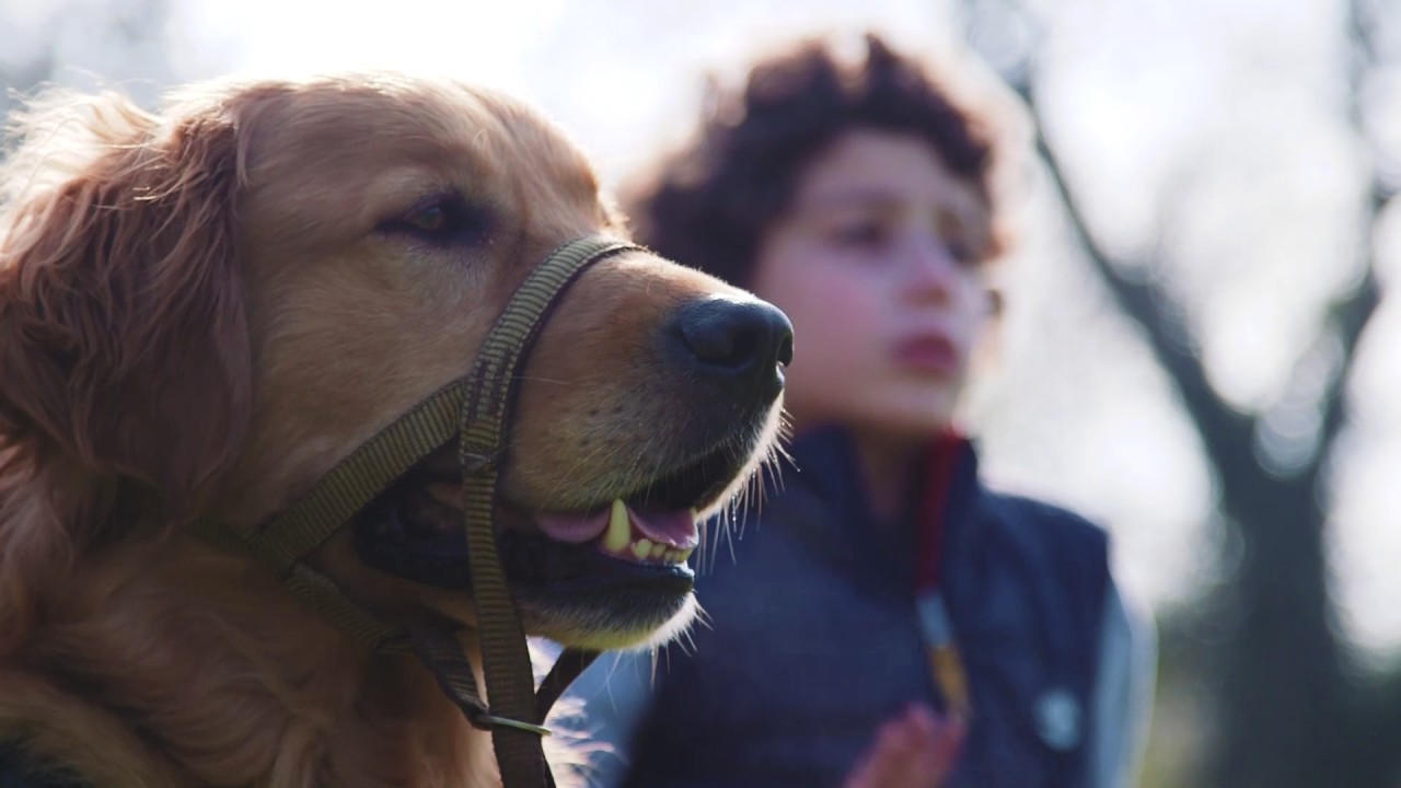 For the Love of Dog – Chemistry | AdWorld.ie