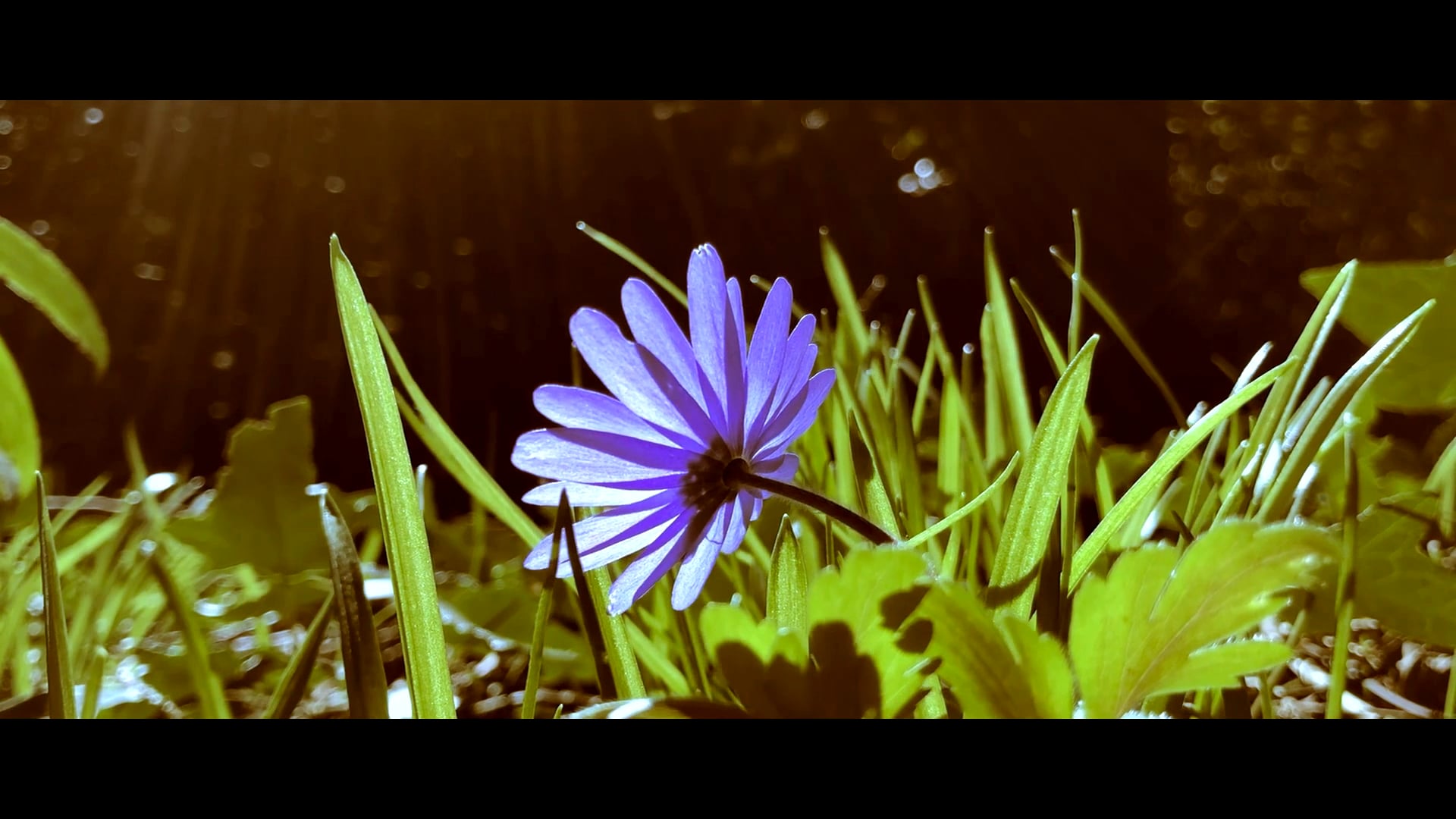 CPI Launches Collaborative Film to Inspire Hope | AdWorld.ie